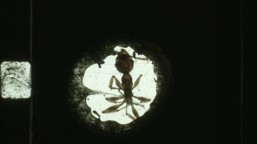 Focus: Tetsuya Maruyama Archives - Page 2 of 2 - IFFR EN